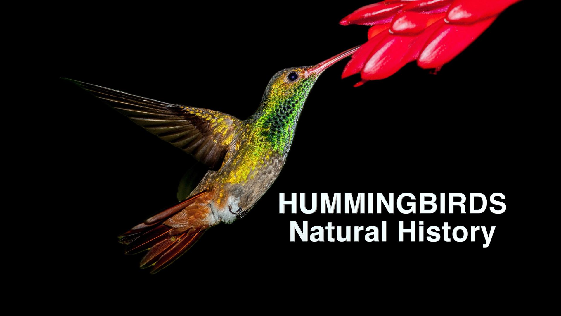 Watch Hummingbirds Natural History Full Movie Free Online - Fawesome TV