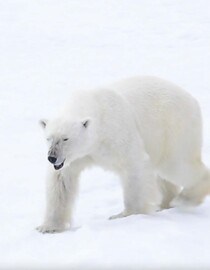 Watch S01 E21 - The Oregon Trail, Ice Age, Memories! - All The Answers ...